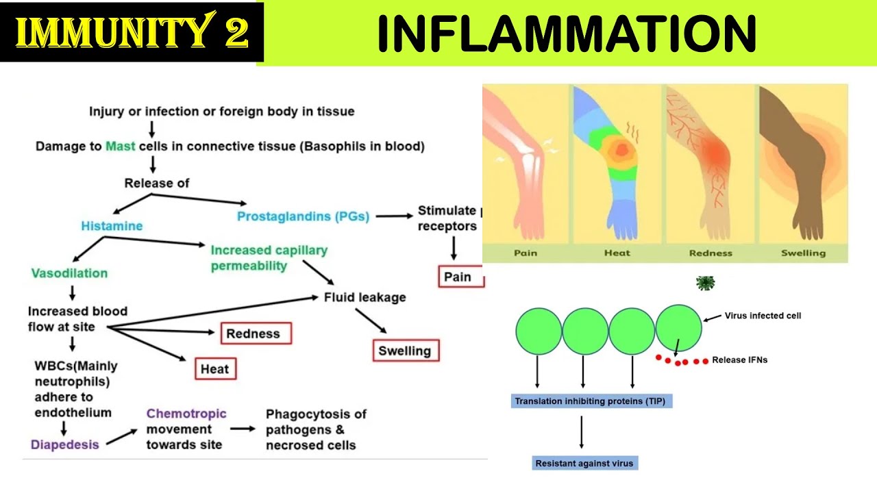 Immunity 2 | Inflammation | Cytokines | Interferons | Innate immunity ...