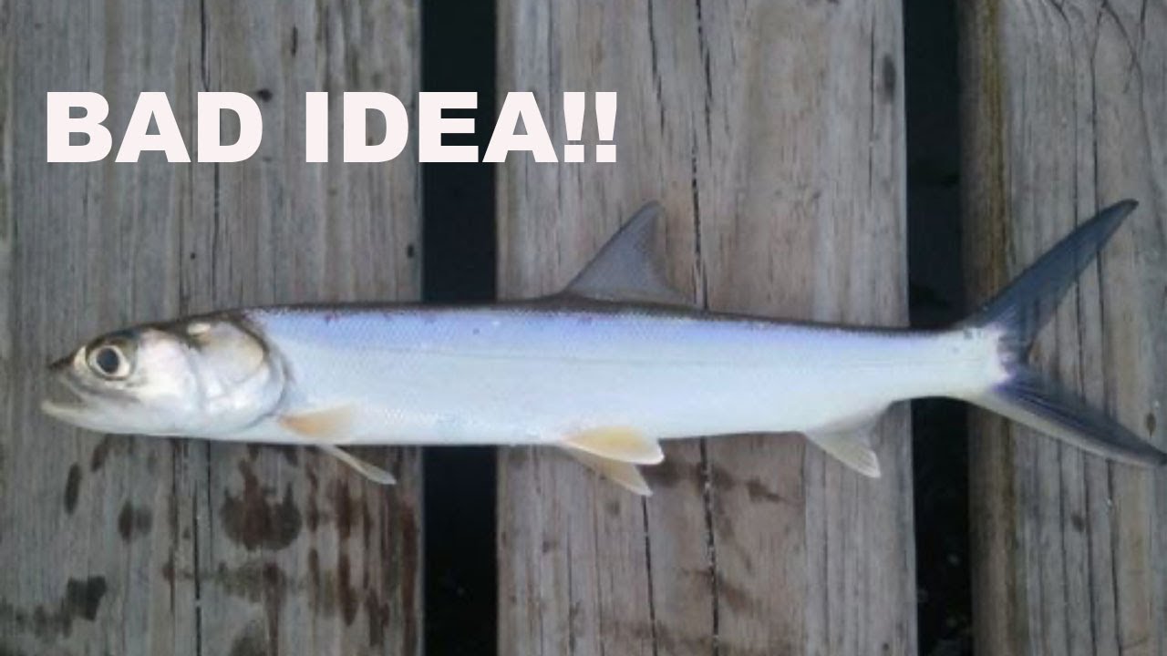 LADYFISH Catch Clean Cook {Poor Mans Tarpon} - YouTube