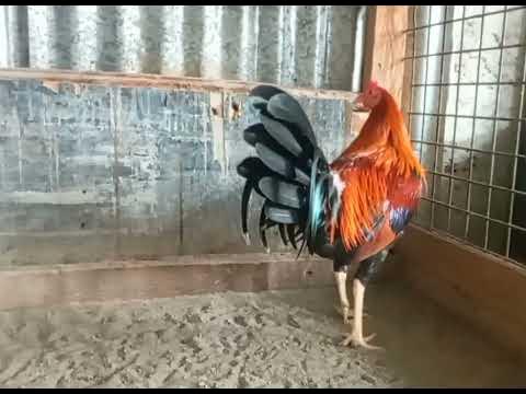 5months old Pure 5k Sweater Solid Red Gamefarm.. - YouTube