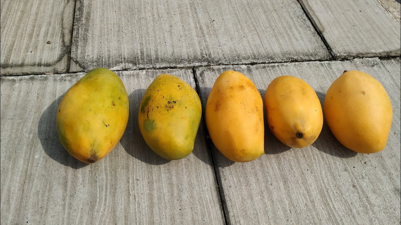 Susu King vs Susu Kol - are those real mango varieties? - YouTube