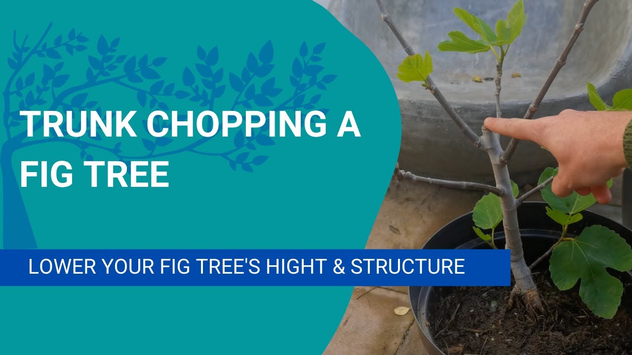 Trunk chopping fig trees to lower height & improve structure - YouTube