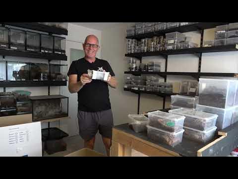 Unpacking the Beastie Collection part 2, Fun with Funnel Webs - YouTube