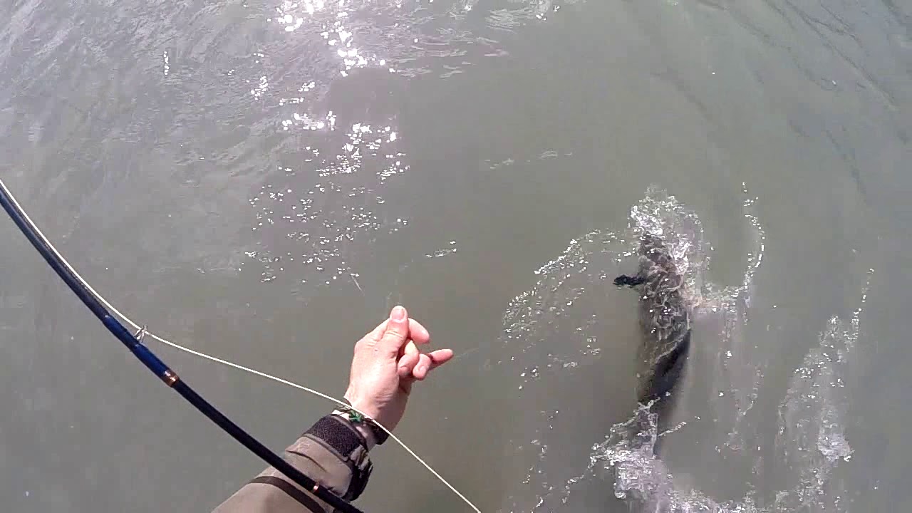 Kasilof River Alaska Steelhead - YouTube