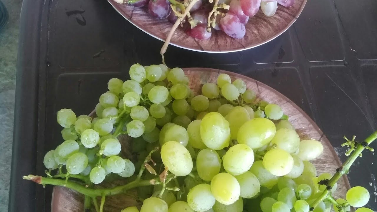 Visit to grape farm - YouTube