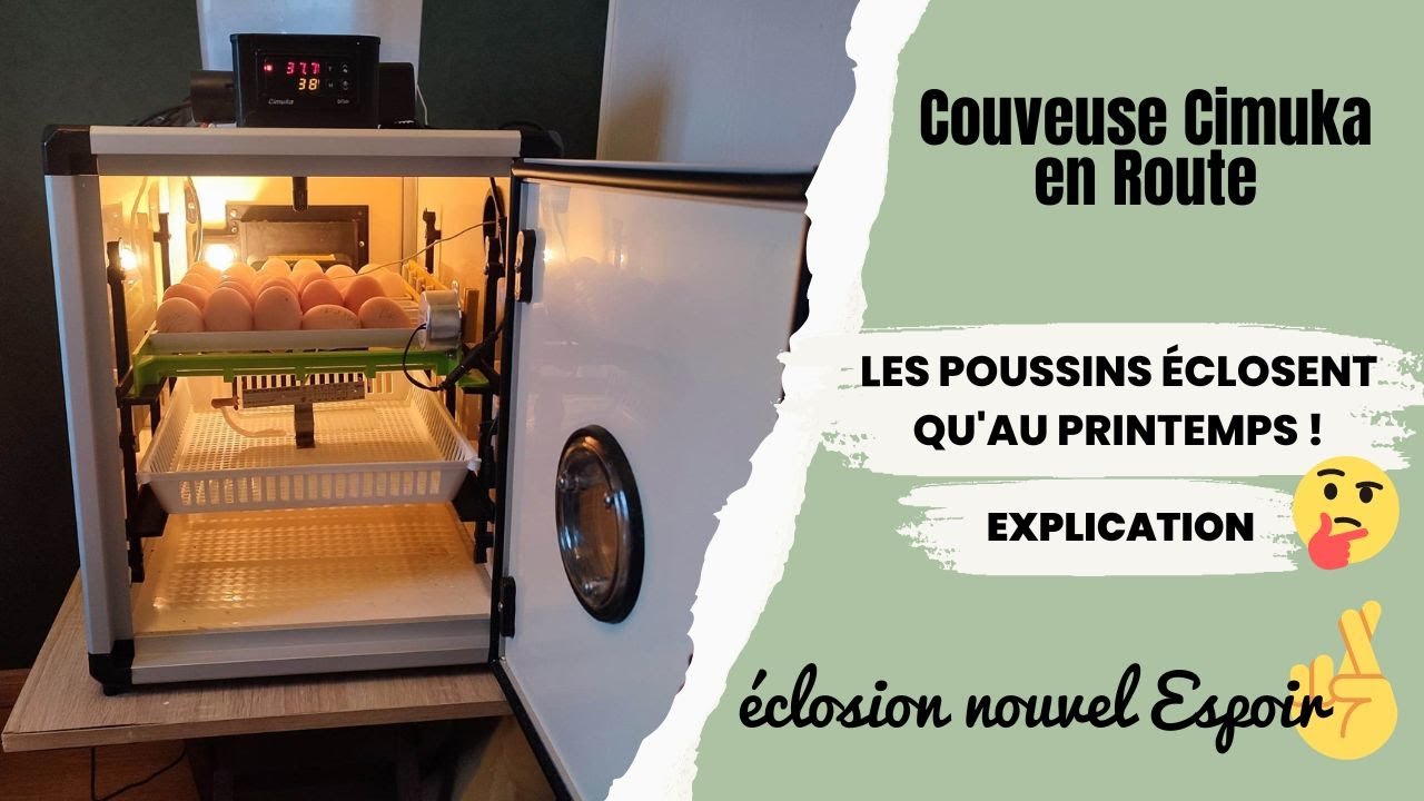 Couveuse CIMUKA 60 éclosion poussin c'est parti ! - YouTube