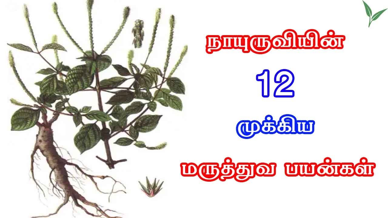 நாயுருவியின் 12 முக்கிய மருத்துவ பயன்கள் | Nayuruvi Benefits in Tamil ...