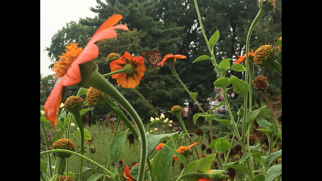 Fly High Butterfly 🦋🏵️ - YouTube