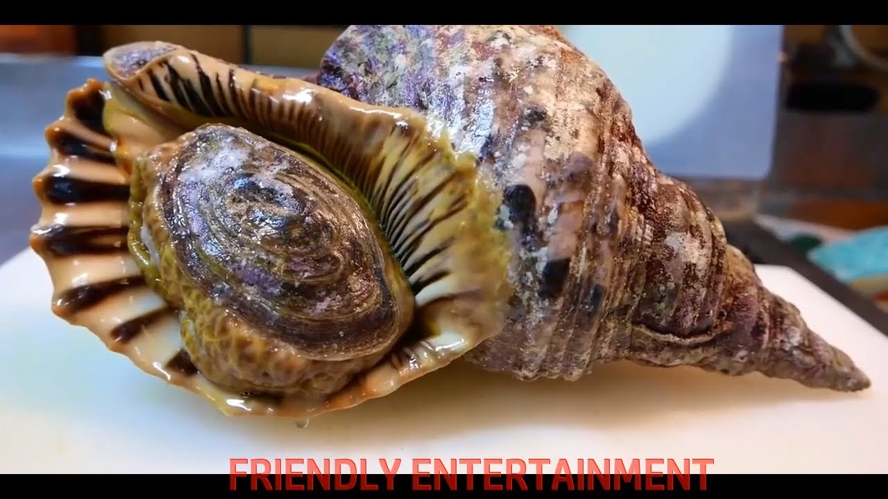 GIANT TRUMPET CONCH SASHIMI OKINAWA JAPANESE STREET FOOD - YouTube