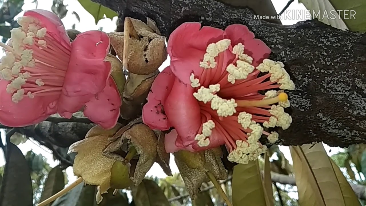 Batang durian dan bunga durian berwarna merah - YouTube