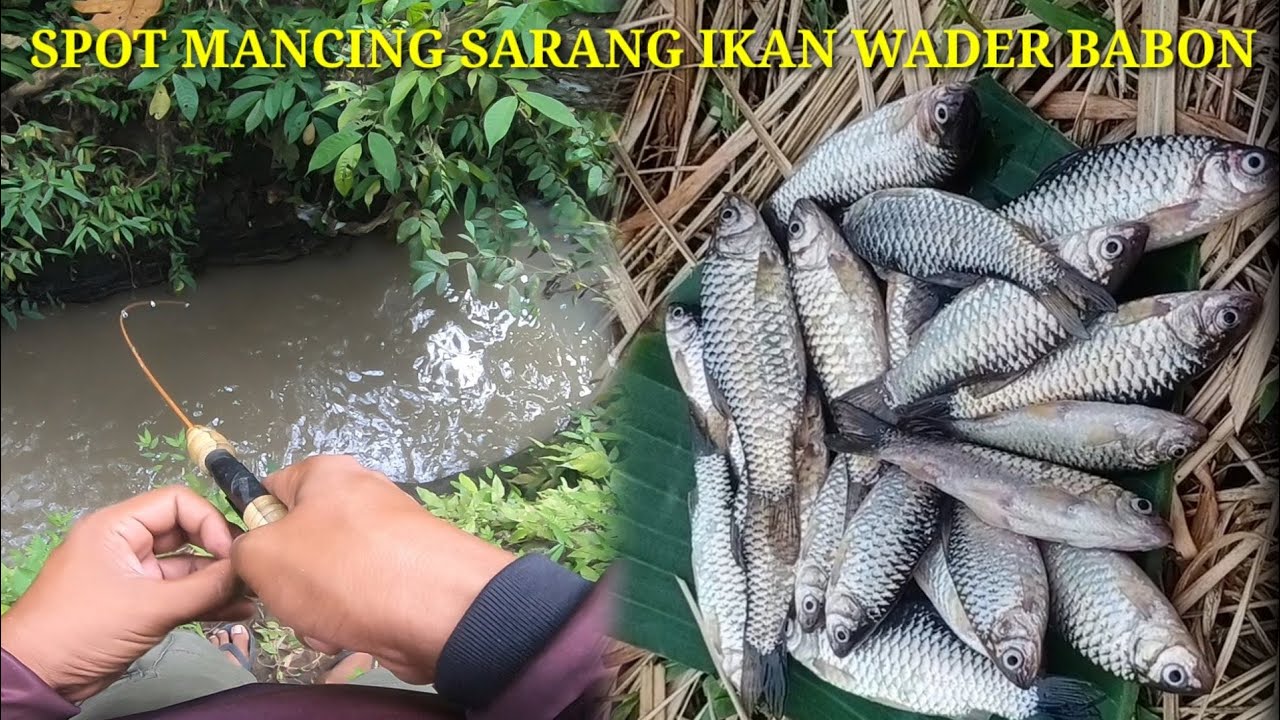 STRIKE JOSS‼️MANCING IKAN WADER CAKUL (barbodes binotatus) TEPAT DI ...