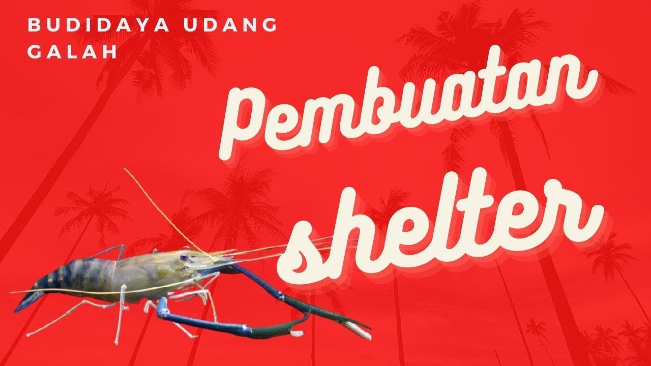 Budidaya udang galah air tawar pakai Shelter Bambu. Cara budidaya udang ...