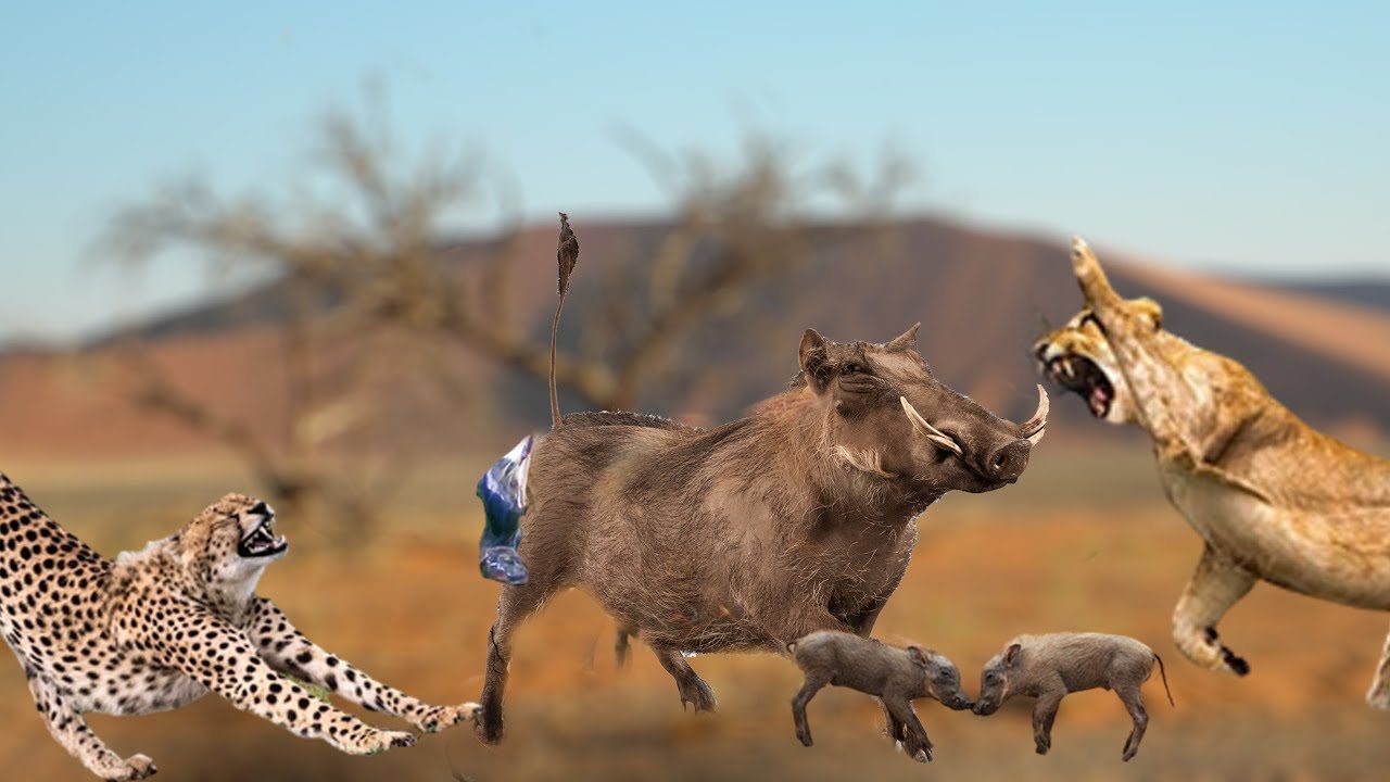 Wild Boar Fights Leopards and Lions To Protect The Little Pigs - Wild ...