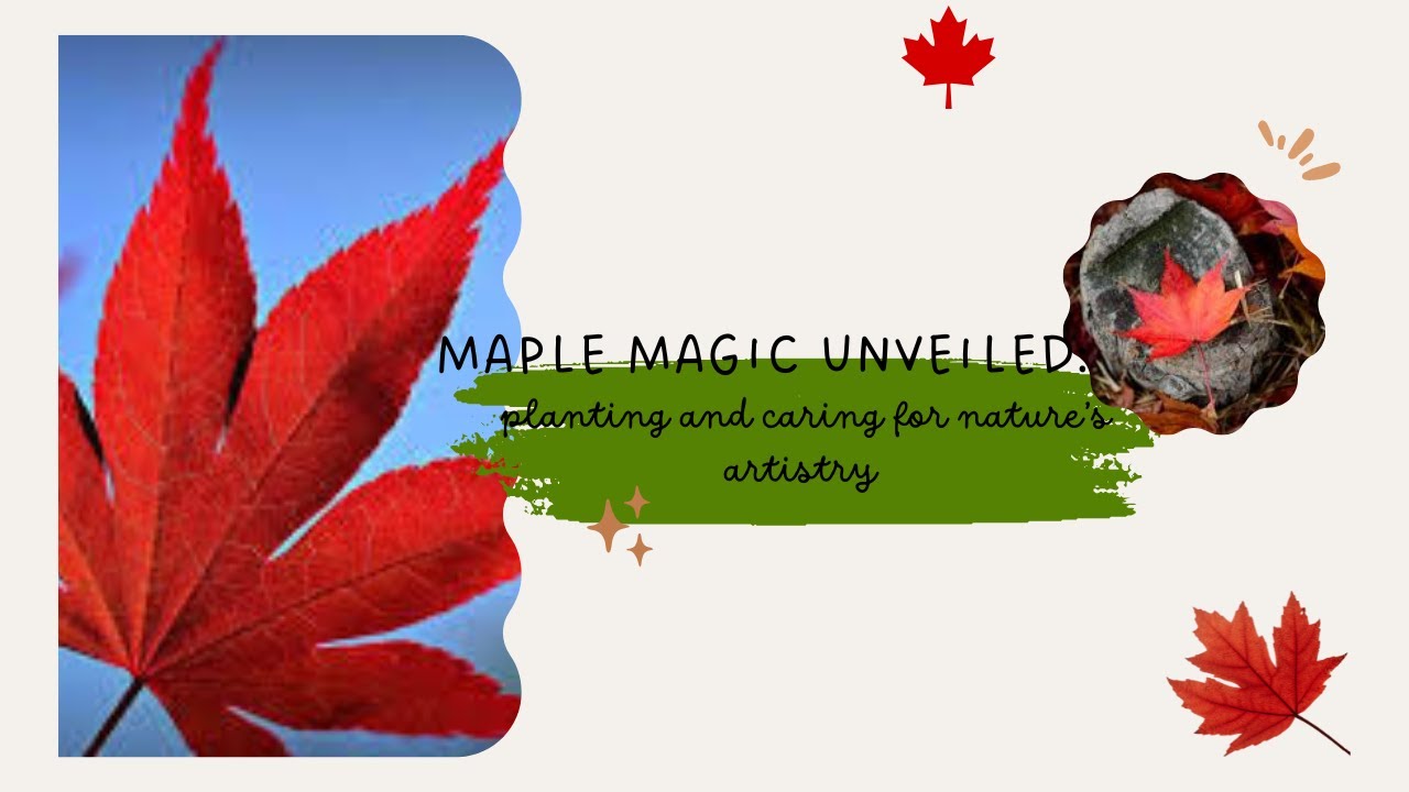 Maple Magic Unveiled Planting and Caring for Nature's Artistry - YouTube