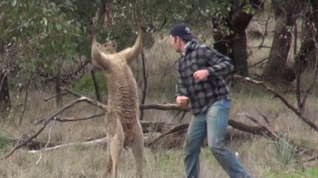Kangaroo vs man fight - YouTube