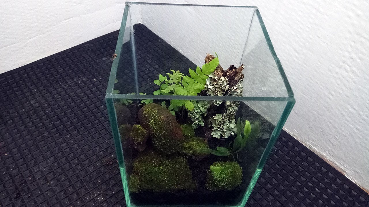 Tropical Plant Terrarium on Square Glass - YouTube