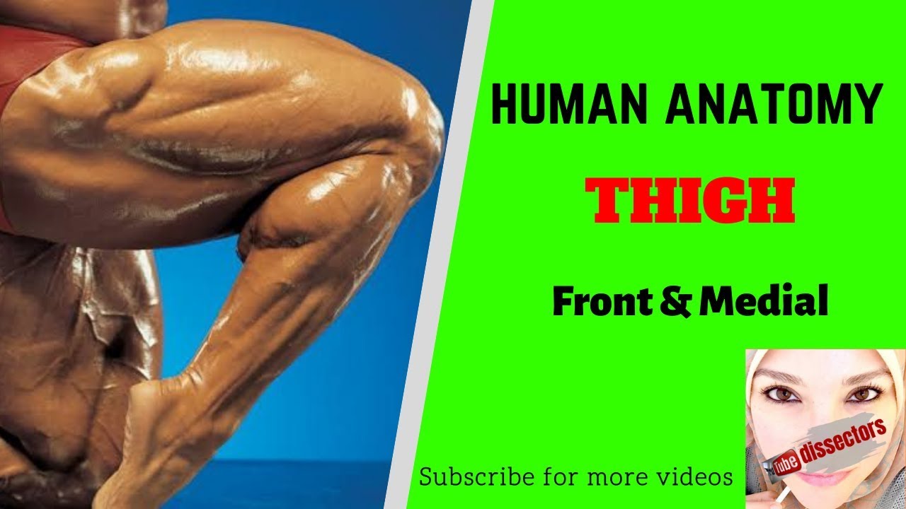 Human Anatomy - Lower Limb - Front and medial sides of the thigh - YouTube