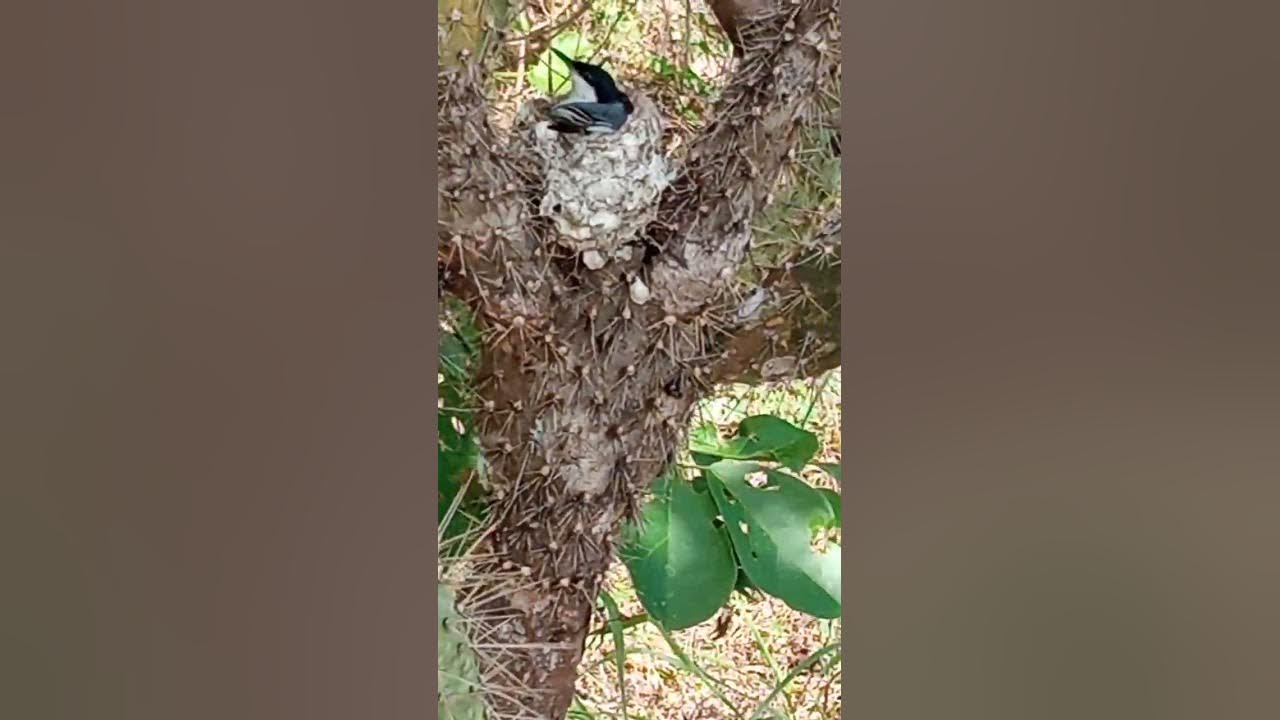 Este é o caga cebo do nordeste #fauna . - YouTube