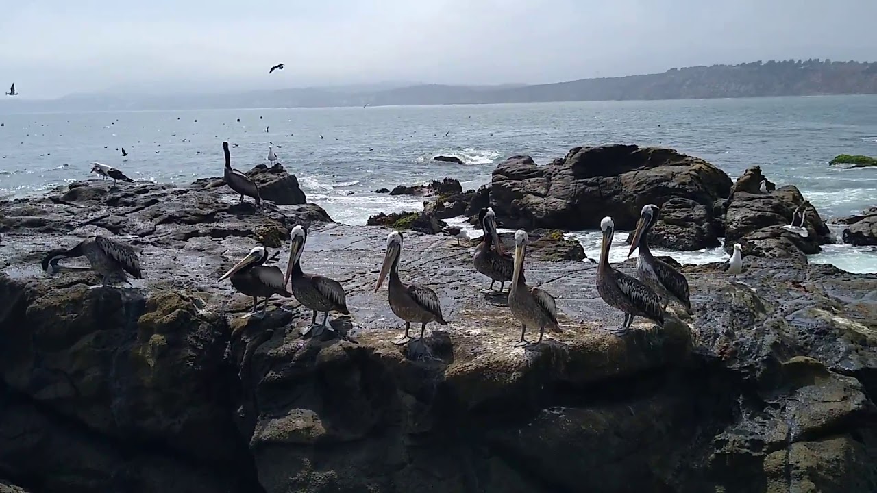 Caleta horcon chile 2020 - YouTube