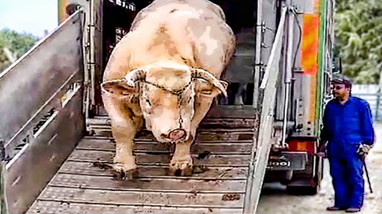 6 Toros ENORMES de diferentes razas |Hipica4patas - YouTube