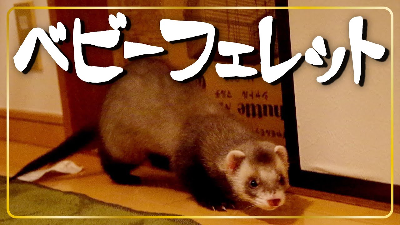自由に歩くベビーフェレット ferret!!! Baby ferrets walk freely. - YouTube