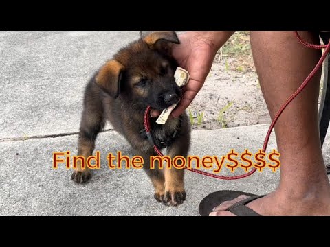 Teach a puppy to find money in 2 minutes with two gorgeous German ...