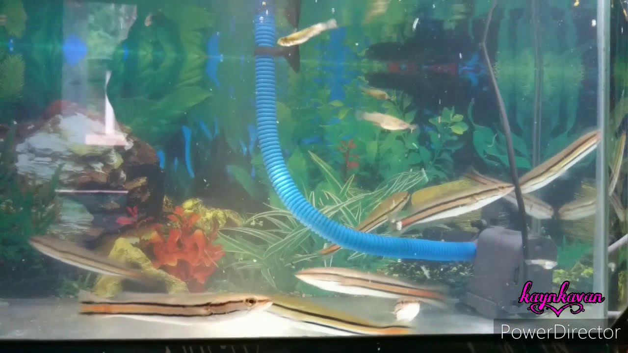 redline snakehead. bayi toman - YouTube