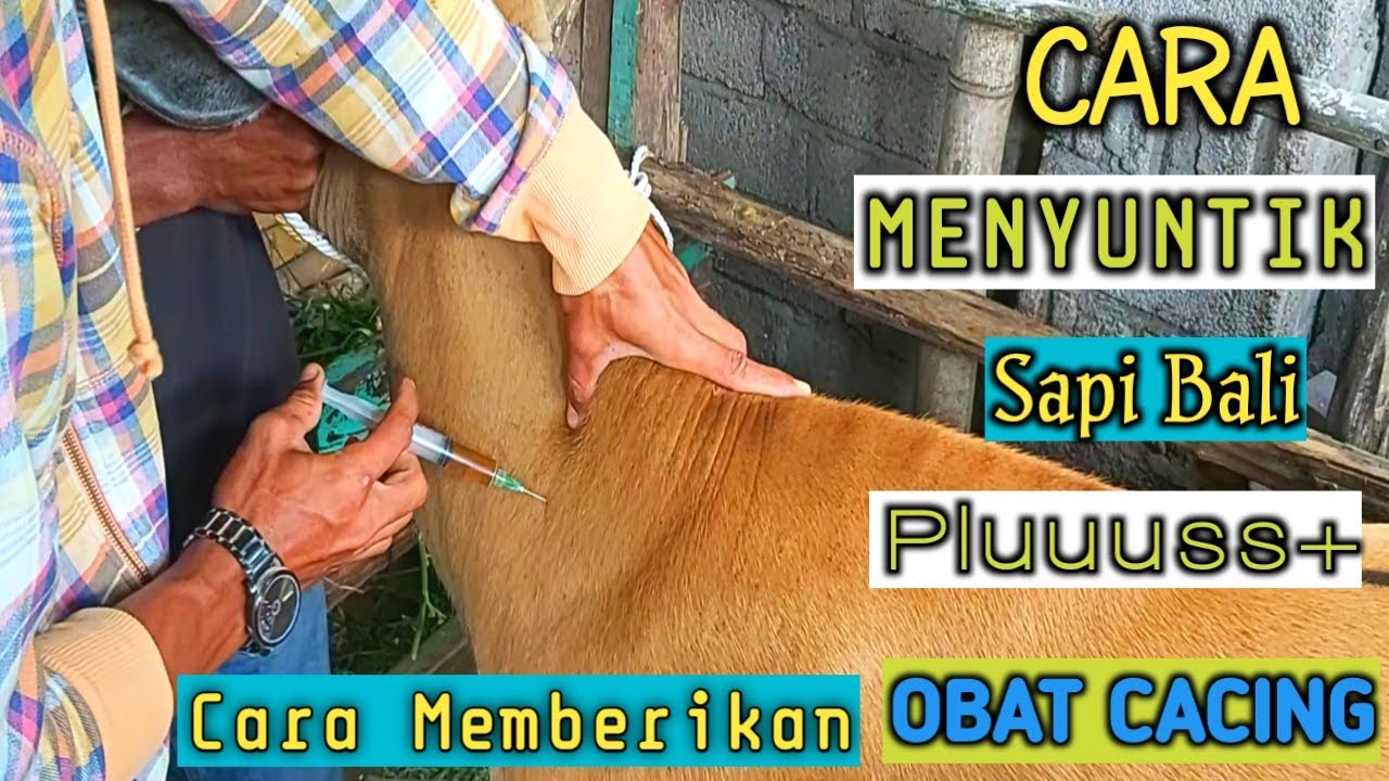 REVIEW CARA MENYUNTIK SAPI BALI SEKALIGUS PEMBERIAN OBAT CACING SAPI ...