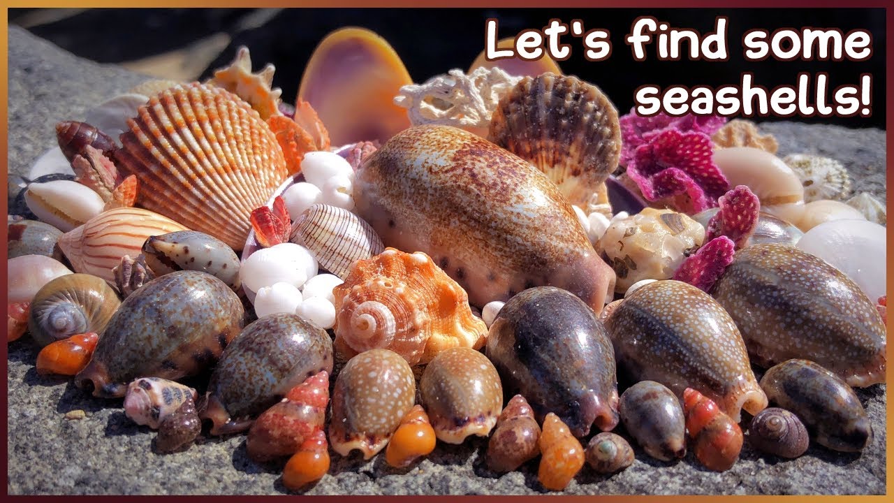 Cowries, Corals, and Carrier Shell | Shells in the Rock Pools & Sand #shelling #shells - YouTube