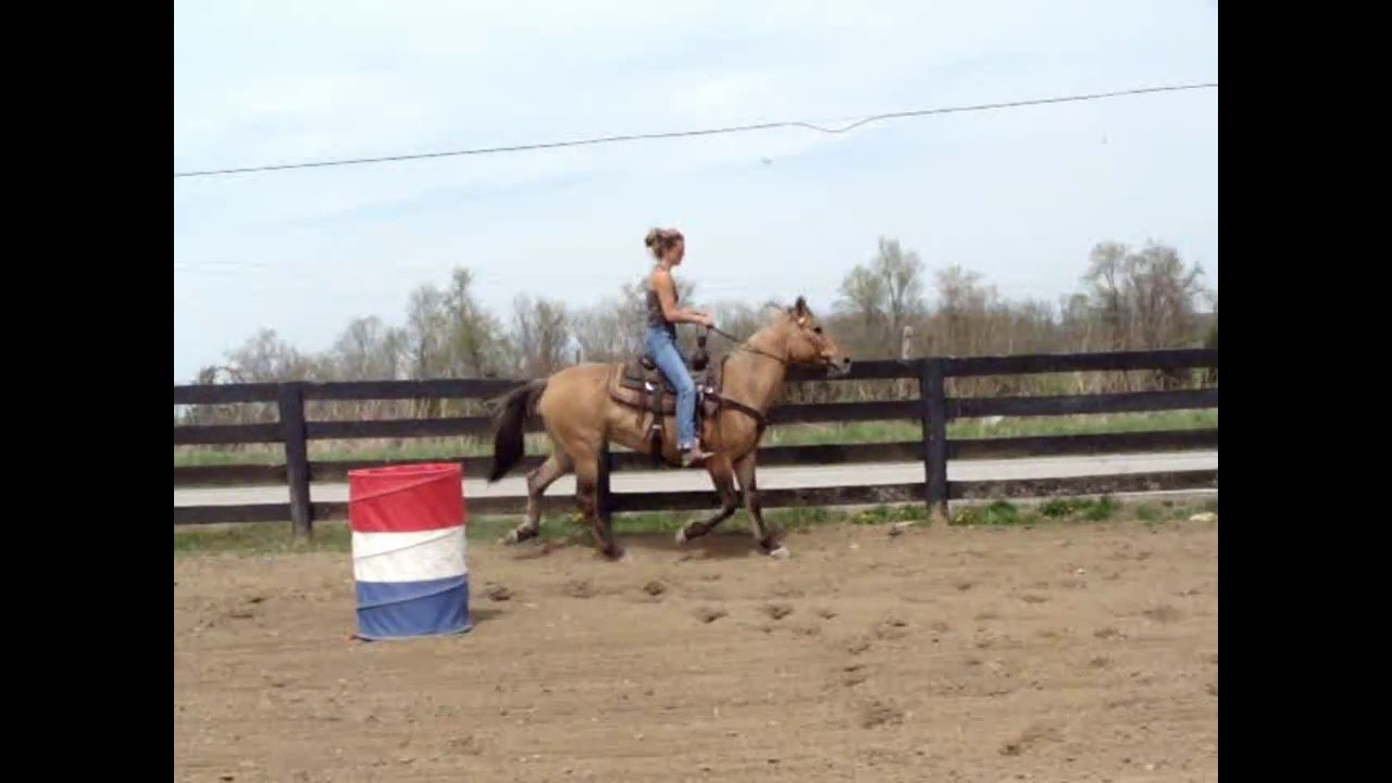 6 year old LINEBACK DUN QUARTER HORSE GELDING, WALKS OUT NICELY, RANCH ...