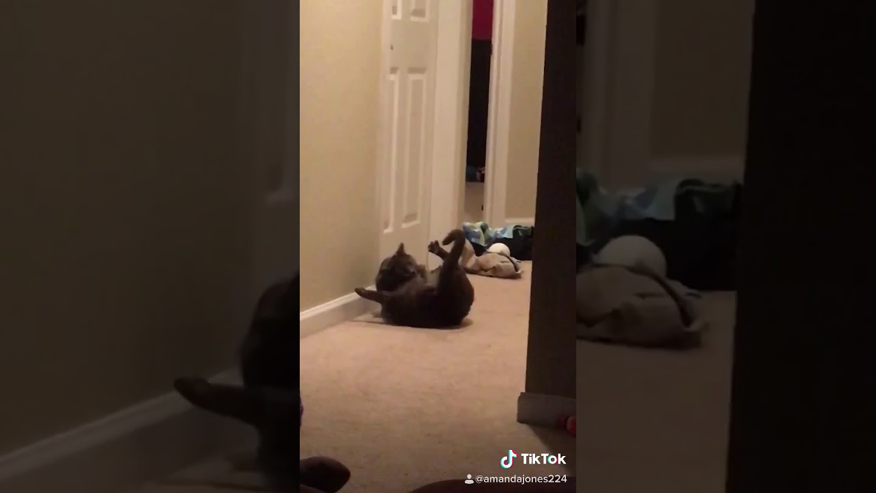 Fat Cat Blaze - YouTube