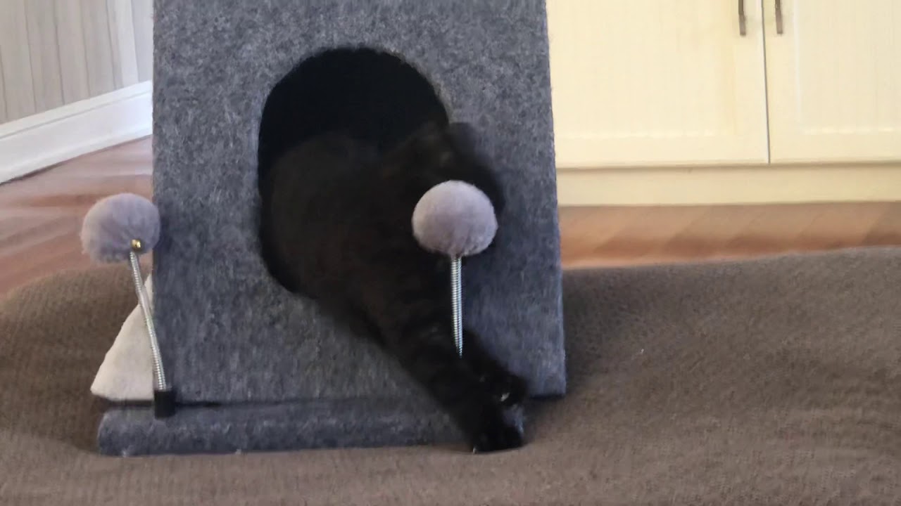 Kitty playing - YouTube