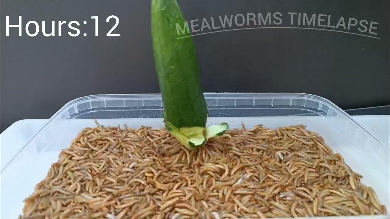 Mealworms Vs Standing Cucumber ( Mealworms Timelapse ) - YouTube