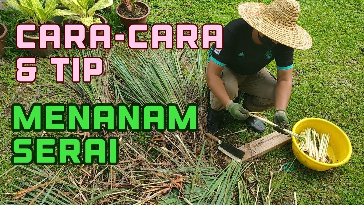 CARA-CARA MENANAM SERAI DALAM PASU. tip punggah rumpun serai yang sudah ...