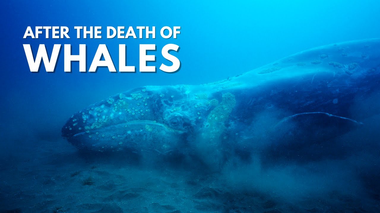 What Happens To Whales When They Die? - YouTube