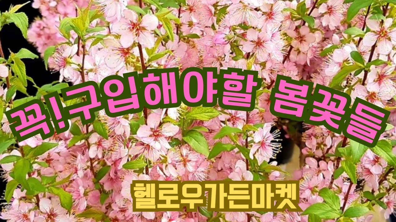헬로우가든마켓 🌳꼭 구입해야할 봄꽃들🌸 홍학제비꽃🌸스노우드롭🌸아주가🌸몽골사초🌸애기용담🌸만병초🌸엑스칼리버 앤스브룩 30세일 🌸악어고사리 누에발고사리 🌸제브리나 🌸글로리오섬