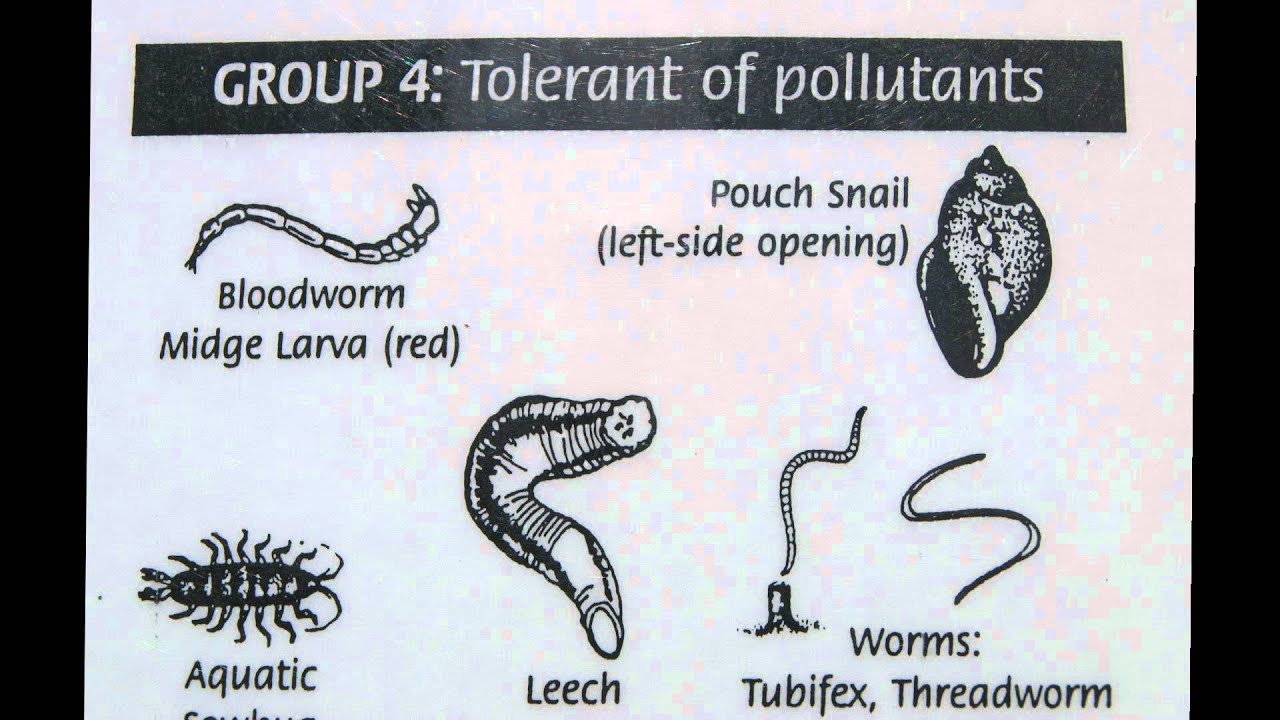 Ask an Expert- Macroinvertebrates- Water Quality - YouTube