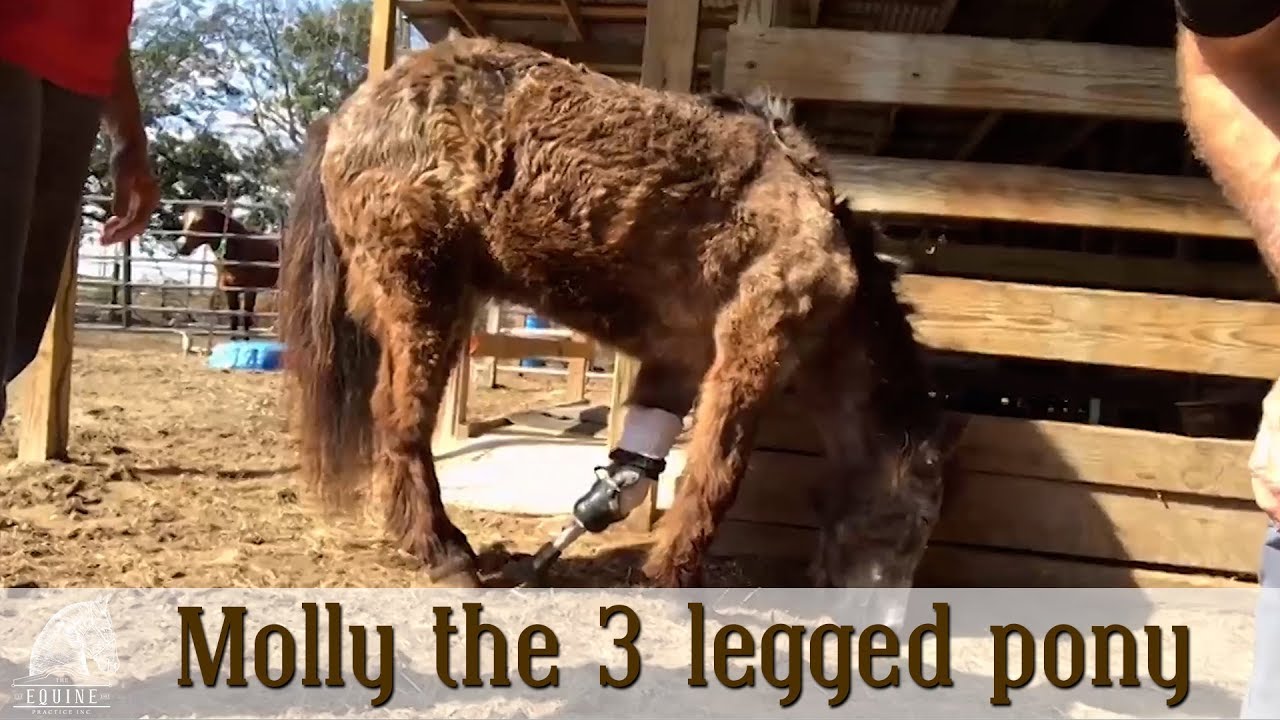 Molly the 3 Legged Pony - YouTube