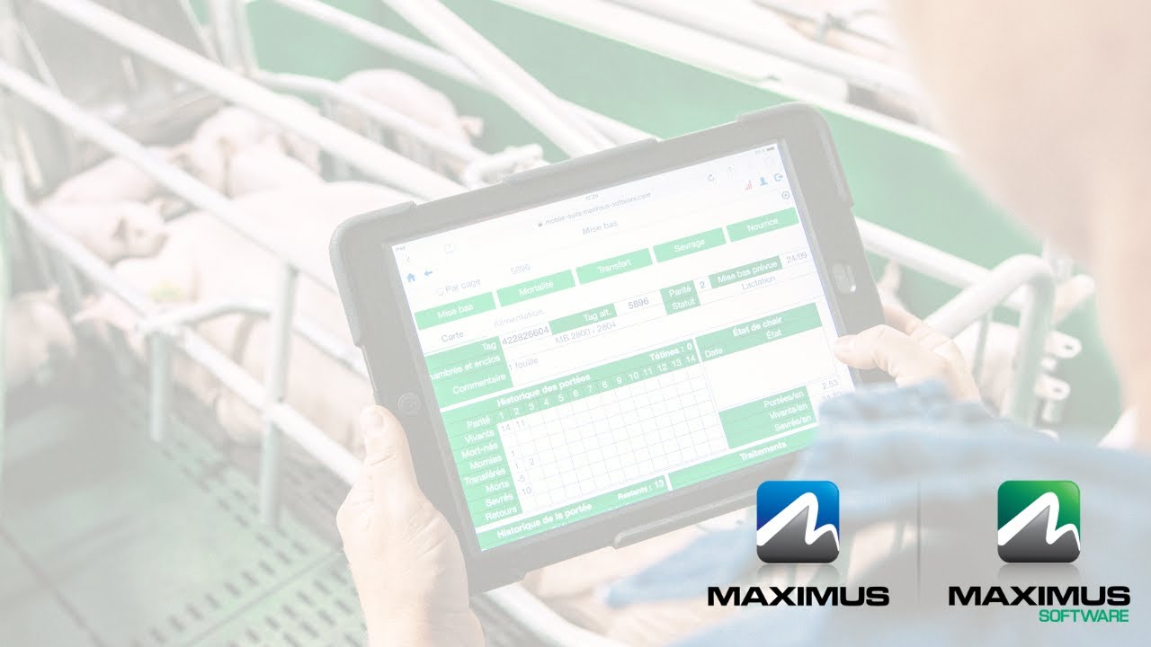 MAXIMUS Software | Mobile Application for Sows - YouTube