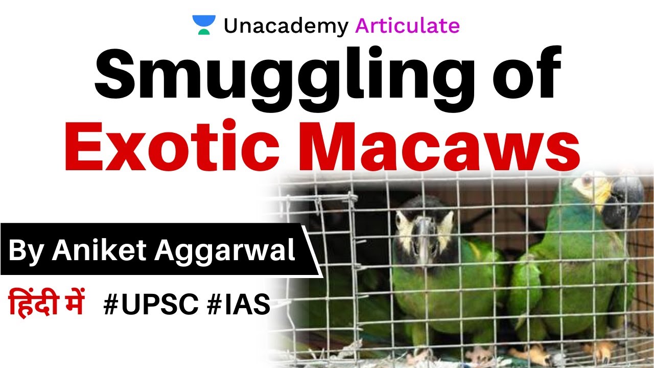 Smuggling of Exotic Macaws | Current Affairs 2020 | By Aniket Aggarwal ...