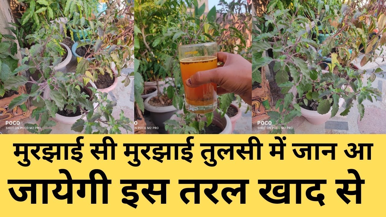 मुरझाई से मुरझाई तुलसी में जान आ जायेगी इस तरल खाद से#holy besil#tulsi ...