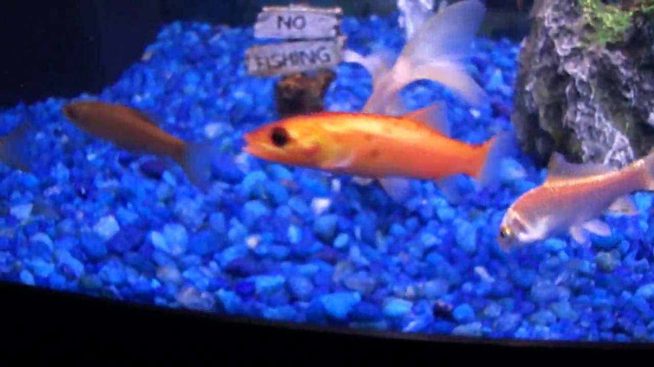 Aquarium Koi carp, Butterfly koi, Tench, Barbel. Stunning. - YouTube