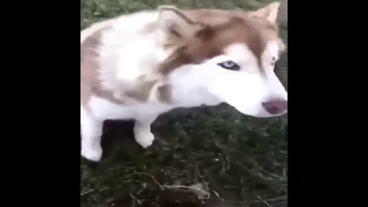 pero que lindo perrito video original - YouTube