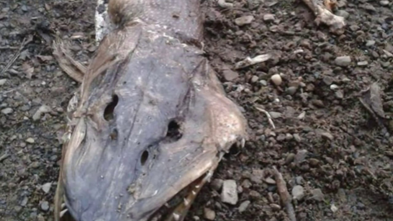 Terrifying 5ft 'beast' with sharp teeth discovered in British ...