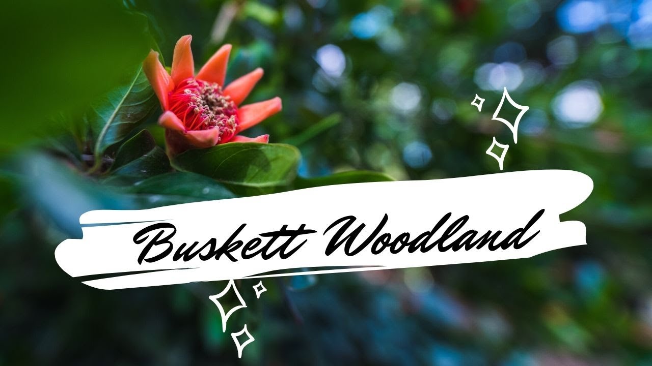 Buskett gardens malta - YouTube