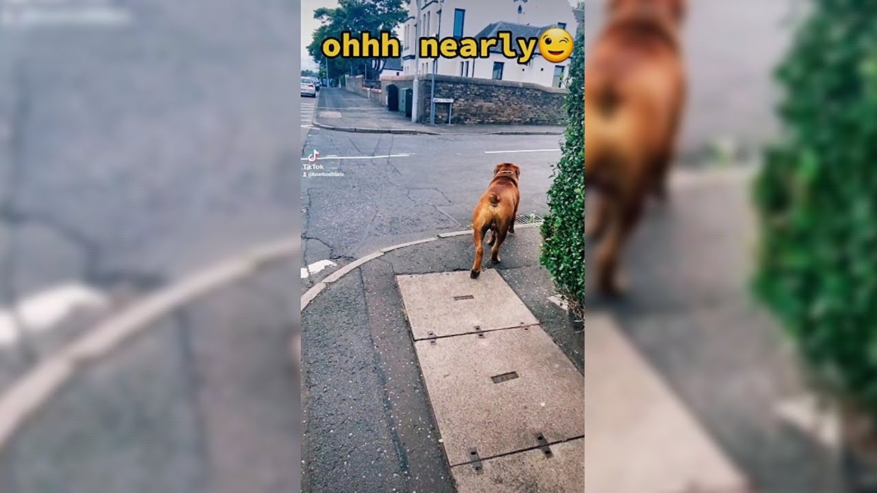 boerboel blade & aria 389 - YouTube