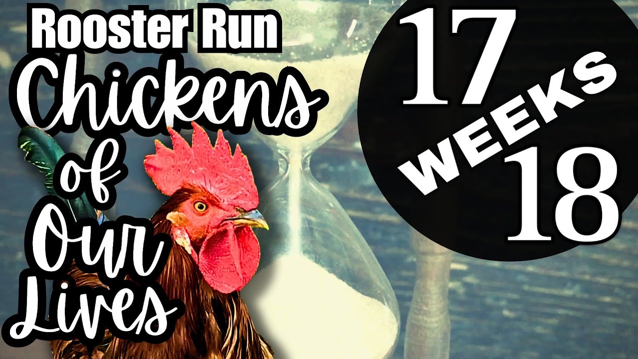 Week 17-18 Raising Not So Baby Chicks (Diaries of Taming My Aggressive Rooster Chapter 1) 😂 ...