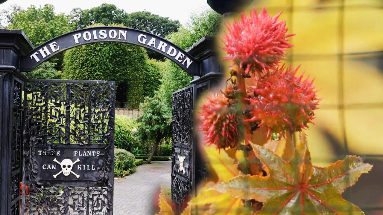 Unveiling England's Deadly Garden: The Alnwick Poison Garden - YouTube