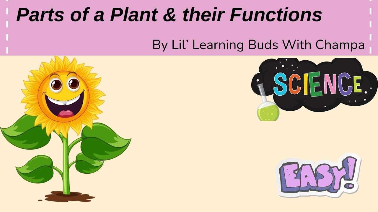 🌿🍁Plant Parts & Their Functions For Kids - Easy Science Lesson # ...