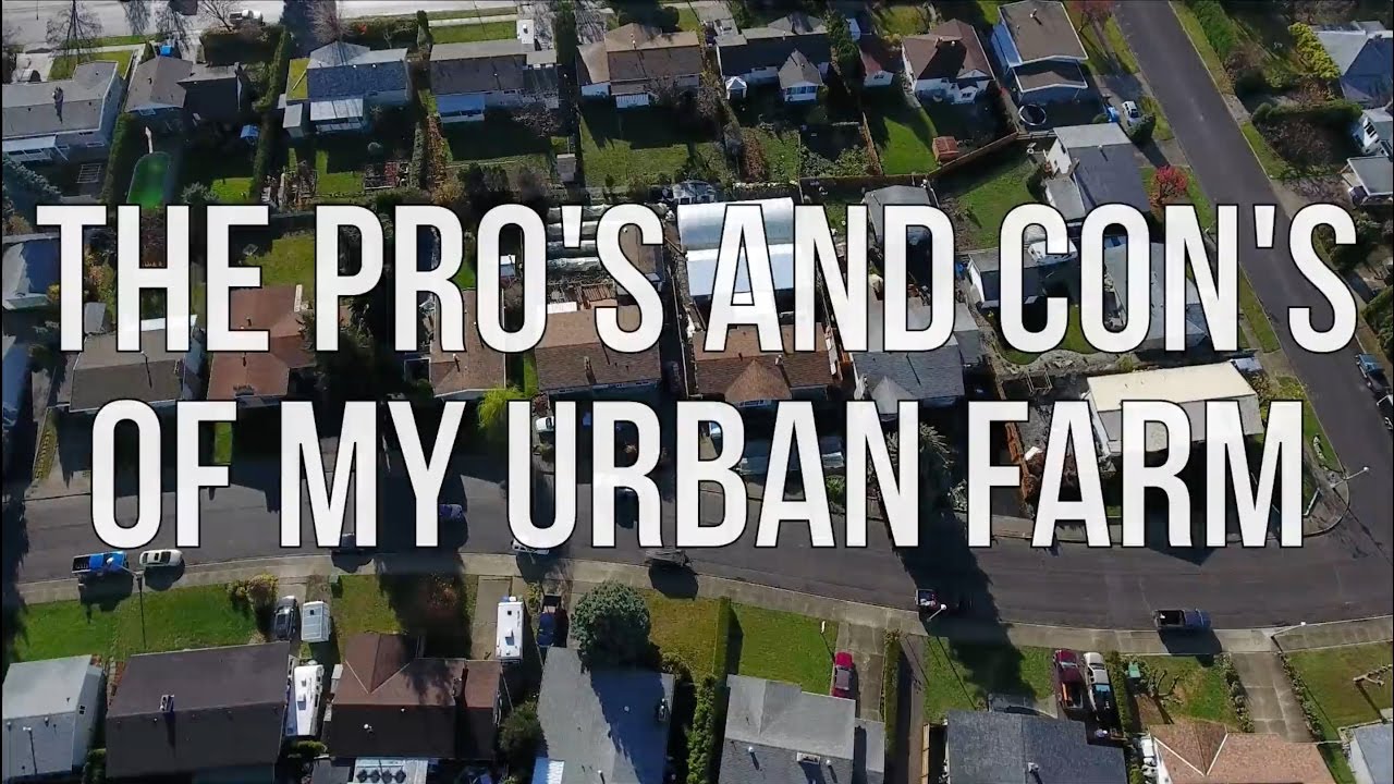 THE PRO'S & CON'S OF MY URBAN FARM!! - YouTube