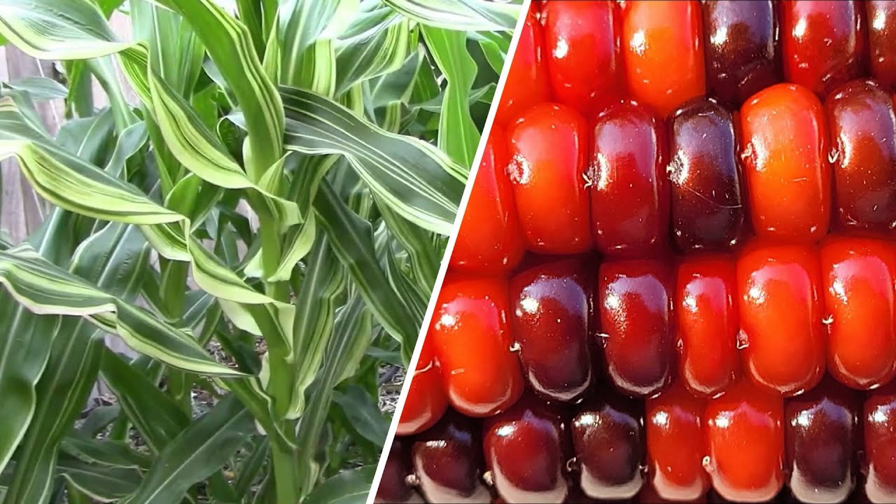 My Hybrid Corn Project - Where We Are And How We Got Here - YouTube